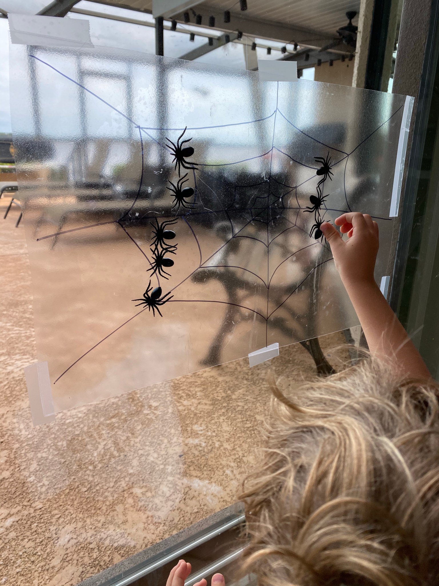 Creepy, Crawly SPIDERS!