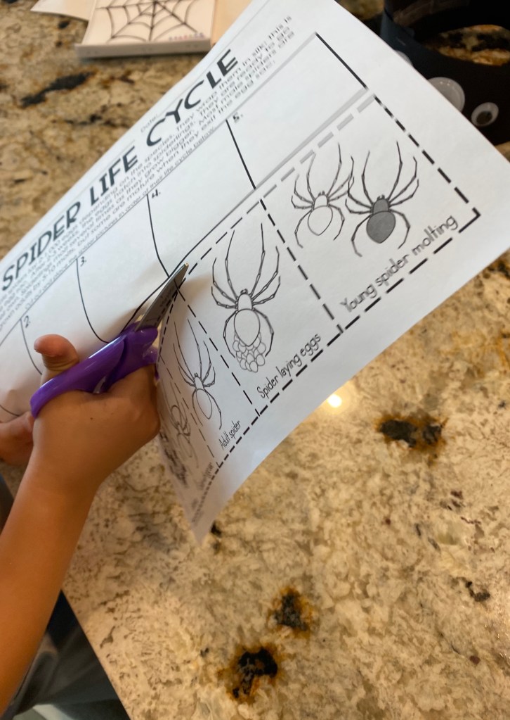 Creepy, Crawly SPIDERS!