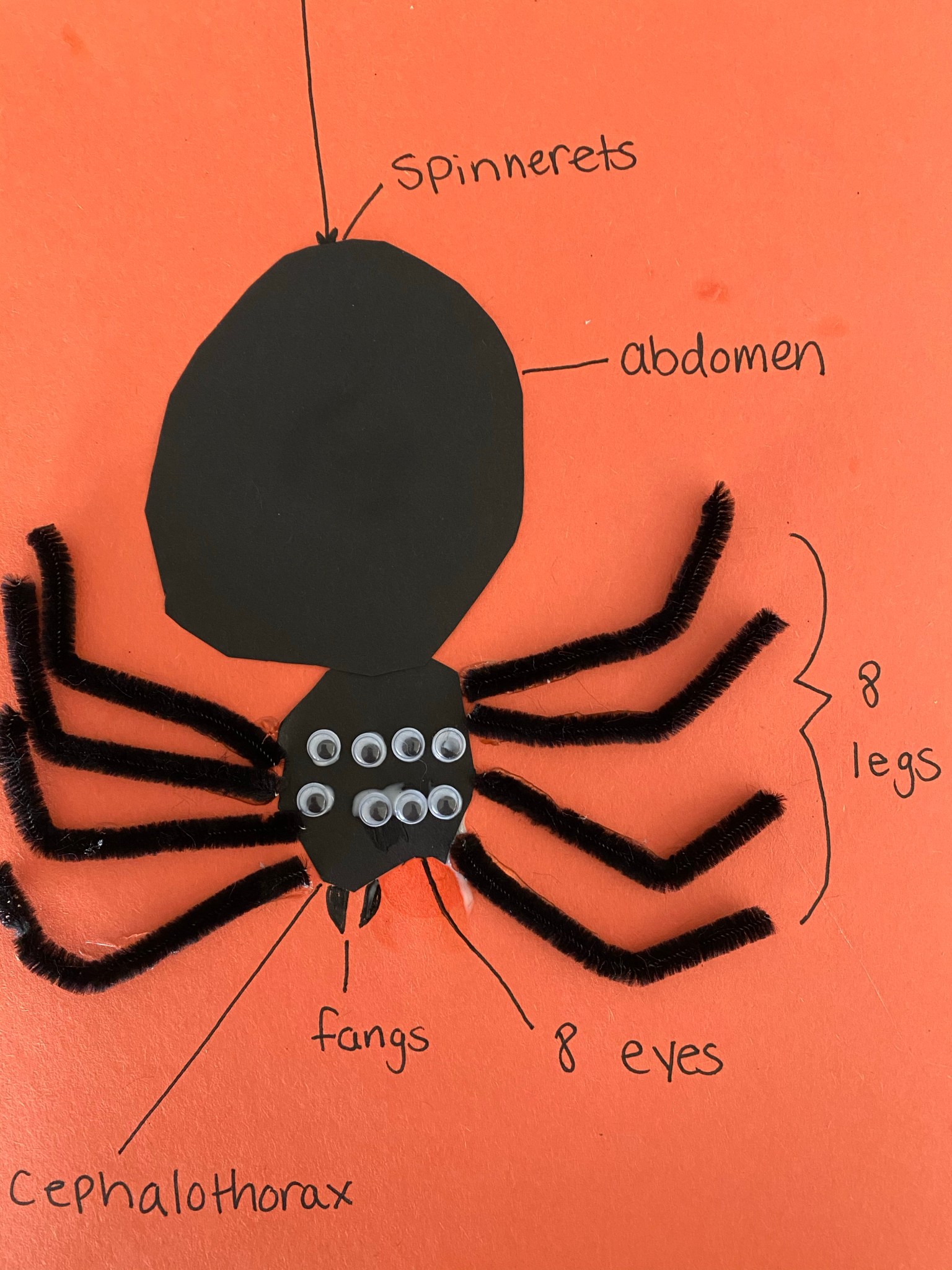 Creepy, Crawly SPIDERS!